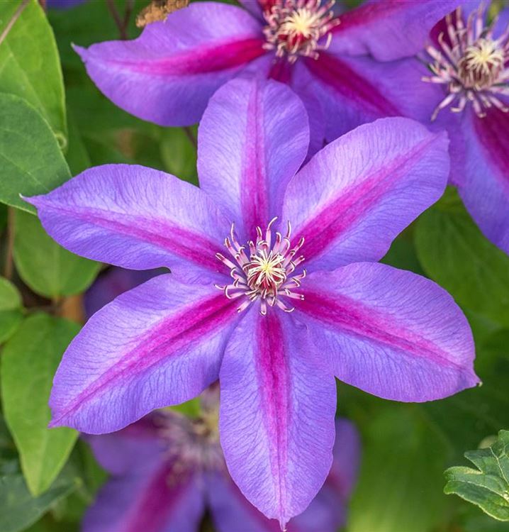 Clematis 'Mrs N. Thompson'