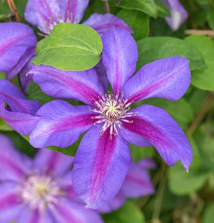 Clematis 'Mrs N. Thompson'