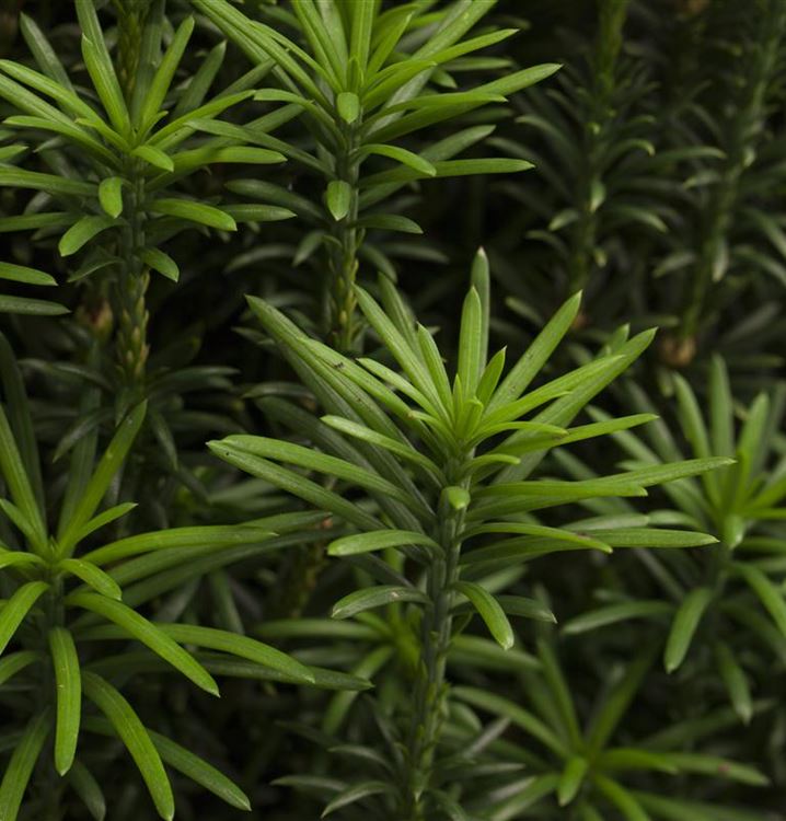 Cephalotaxus harringtonii 'Fastigiata'
