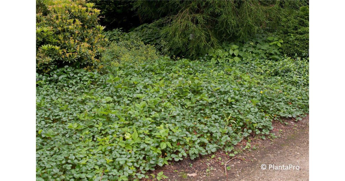 Fragaria chiloensis 'Chaval'