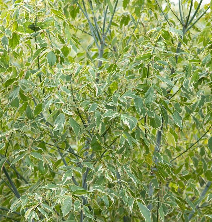 Acer negundo 'Variegatum'