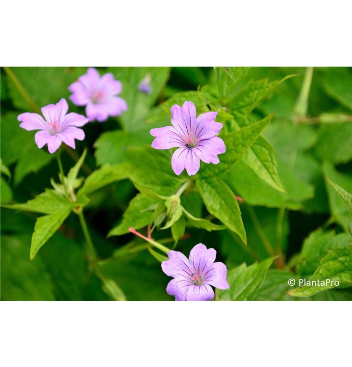 Geranium nodosum