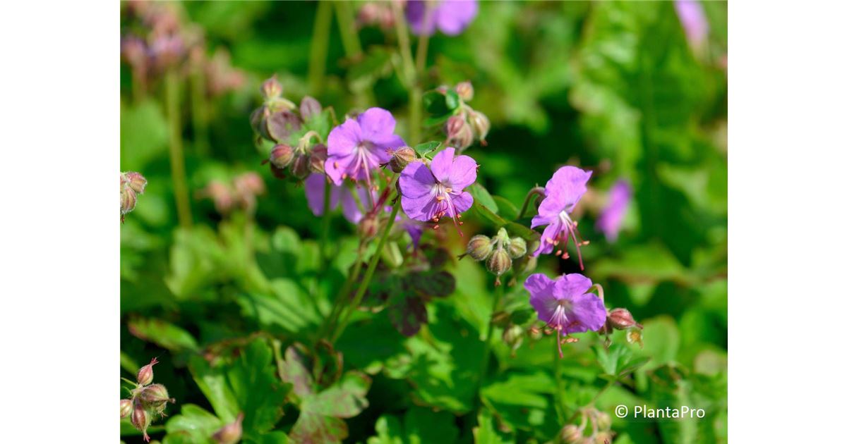 Geranium cantabrigiense (x) 'Cambridge'