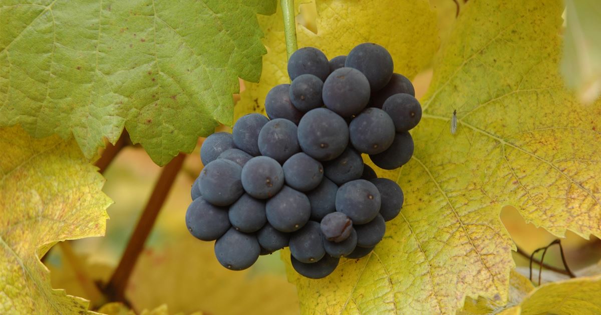 Vitis 'Muscat Bleu'