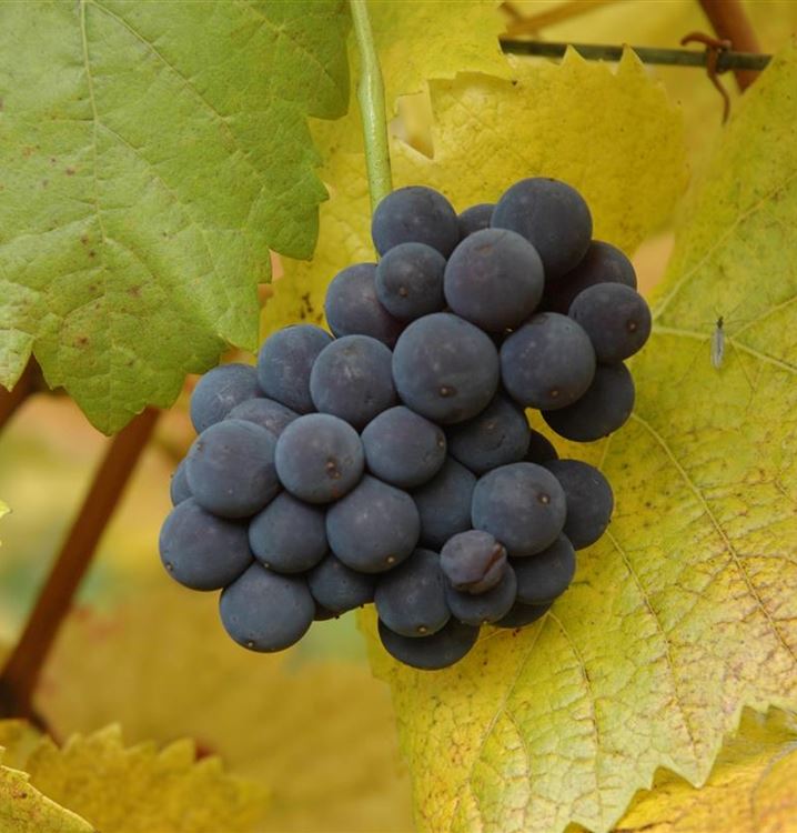 Vitis 'Muscat Bleu'