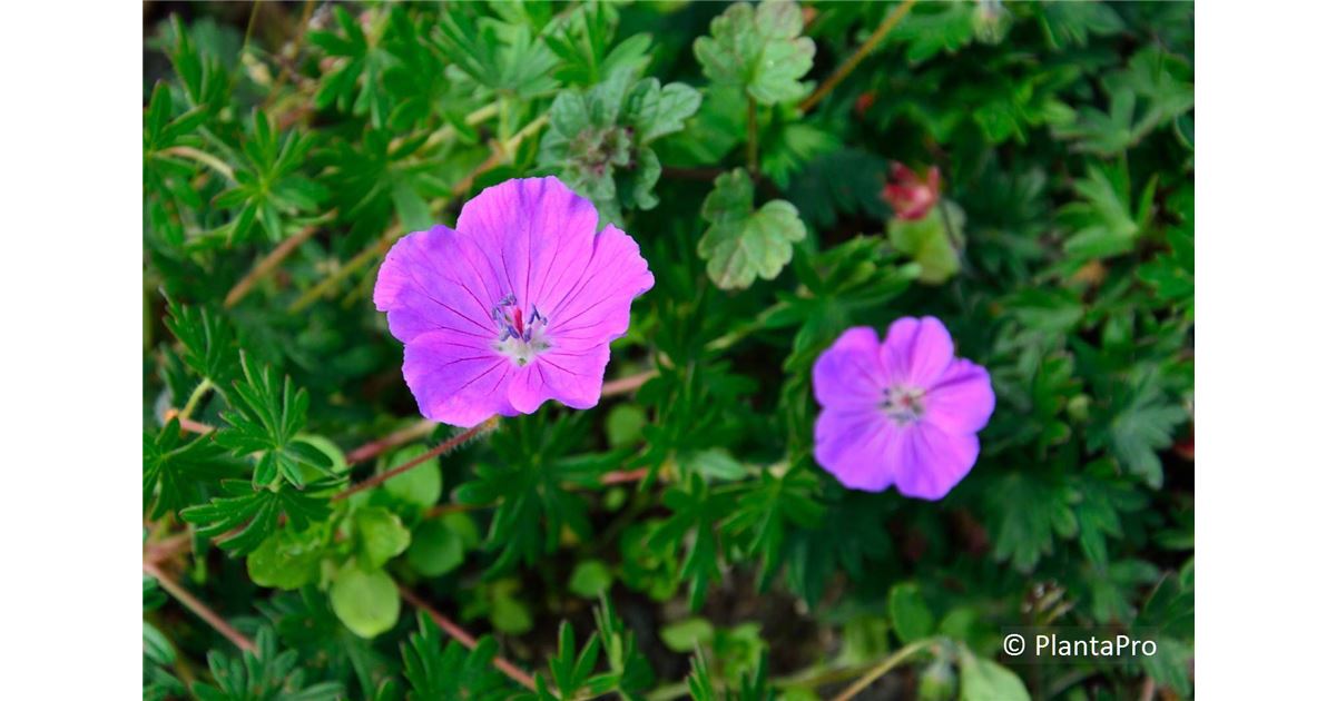 Geranium sanguineum 'Nanum'
