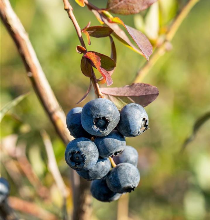 Vaccinium 'Bluecrop'