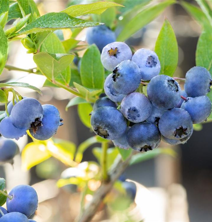 Vaccinium 'Bluecrop'