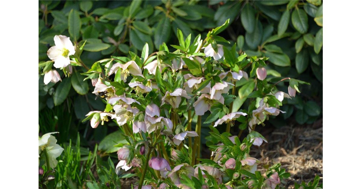 Helleborus orientalis 'Pink Lady'