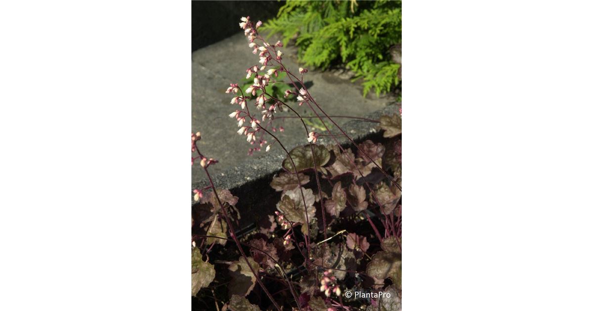 Heuchera 'Pewter Moon'