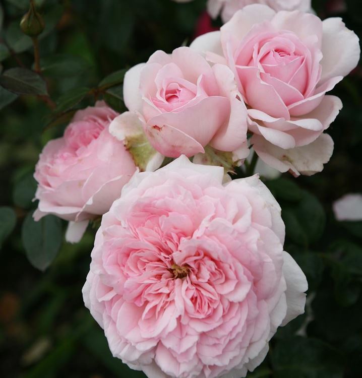 Rosa 'Alexandra-Princess de Luxem.'