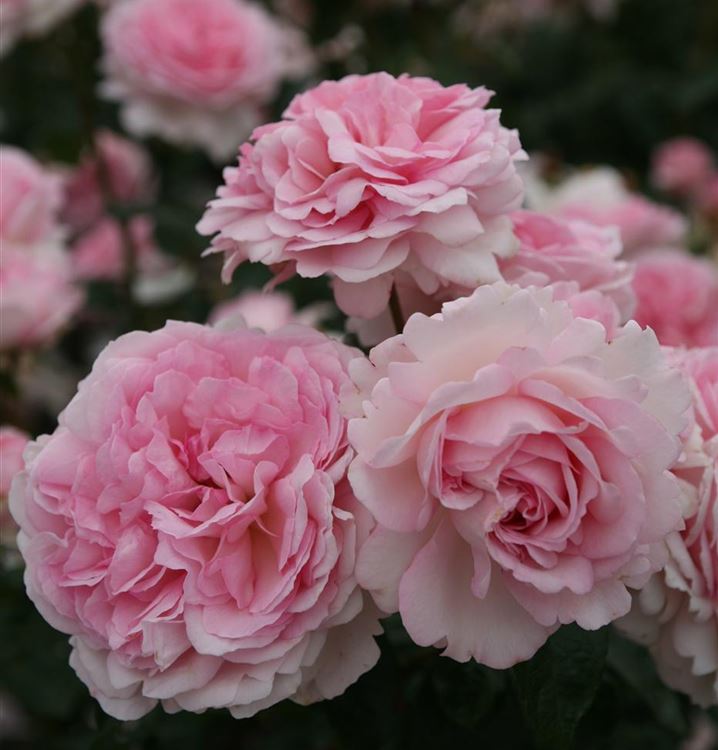 Rosa 'Alexandra-Princess de Luxem.'