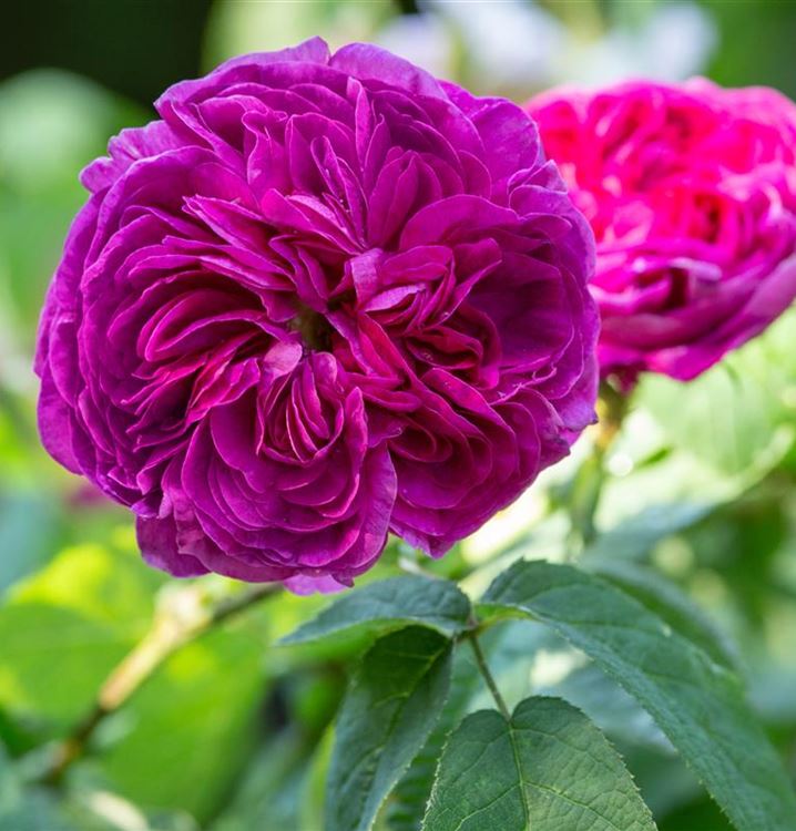 Rosa 'Charles de Mills'