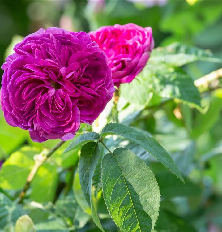 Rosa 'Charles de Mills'