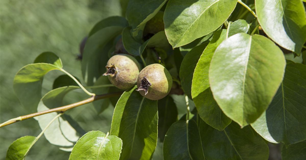 Pyrus (Birne) 'Decora'