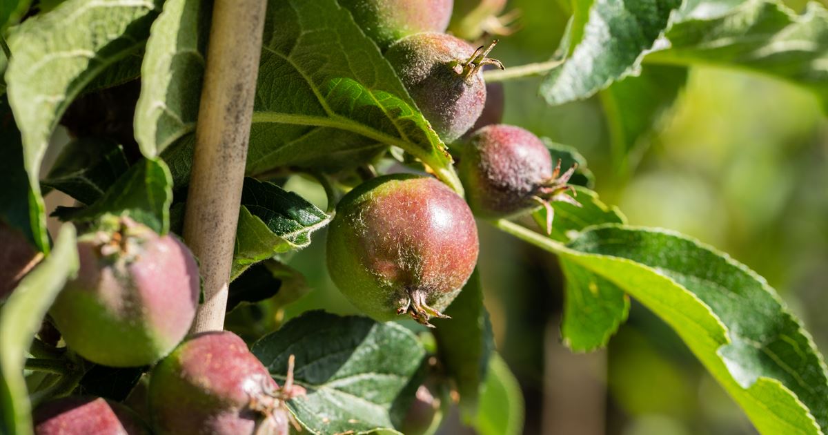 Malus (Apfel) 'Blue Moon'