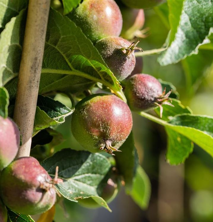 Malus (Apfel) 'Blue Moon'