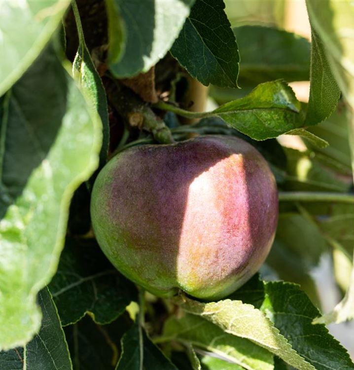 Malus (Apfel) 'Blue Moon'