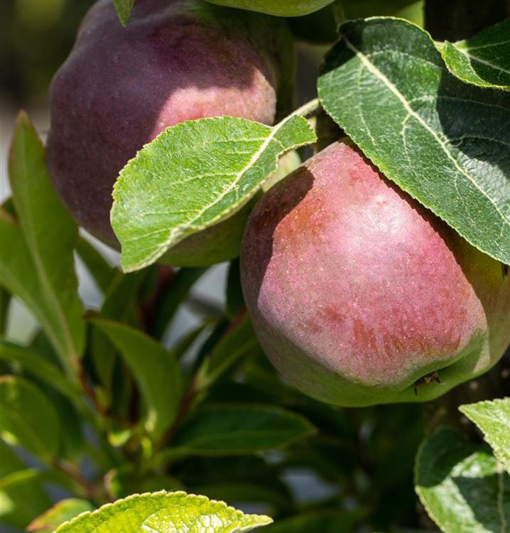 Malus (Apfel) 'Blue Moon'