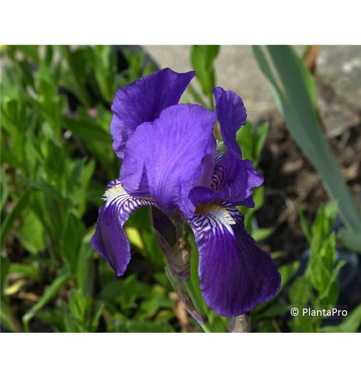 Iris (Germanica-Gruppe) 'Black Knight'