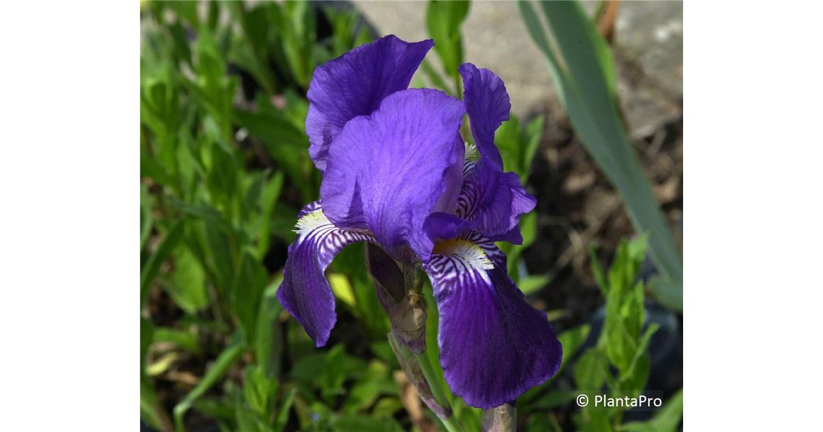 Iris (Germanica-Gruppe) 'Black Knight'