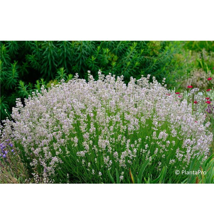 Lavandula angustifolia 'Rosea'