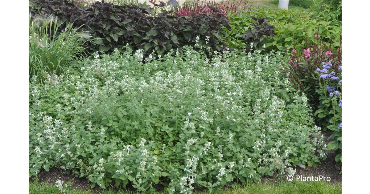 Nepeta racemosa 'Snowflake'