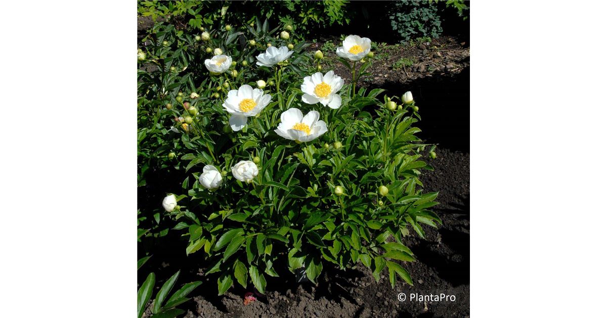 Paeonia (Lactiflora-Gruppe) 'Jan van Leeuwen'