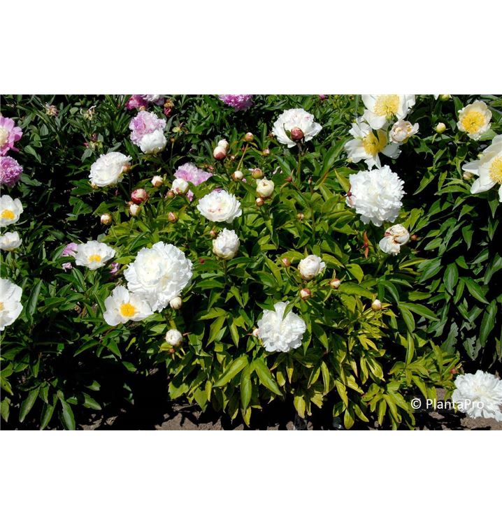 Paeonia (Lactiflora-Gruppe) 'Shirley Temple'