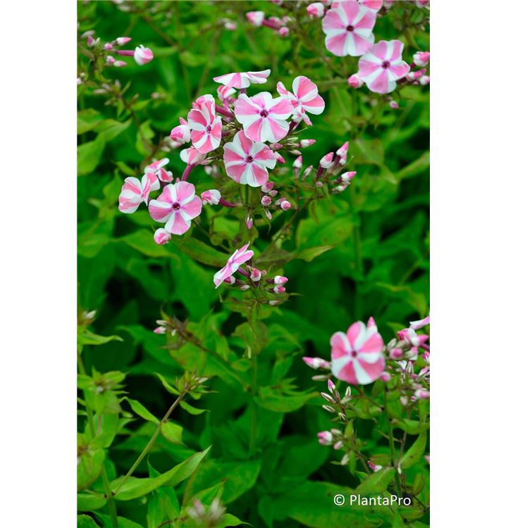 Phlox (Paniculata-Gruppe) 'Peppermint Twist'