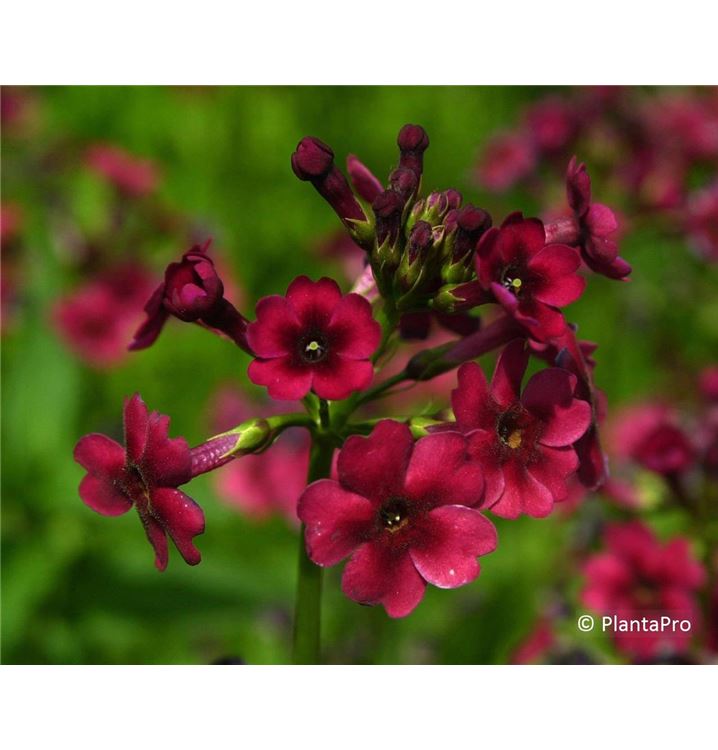 Primula japonica 'Carminea'