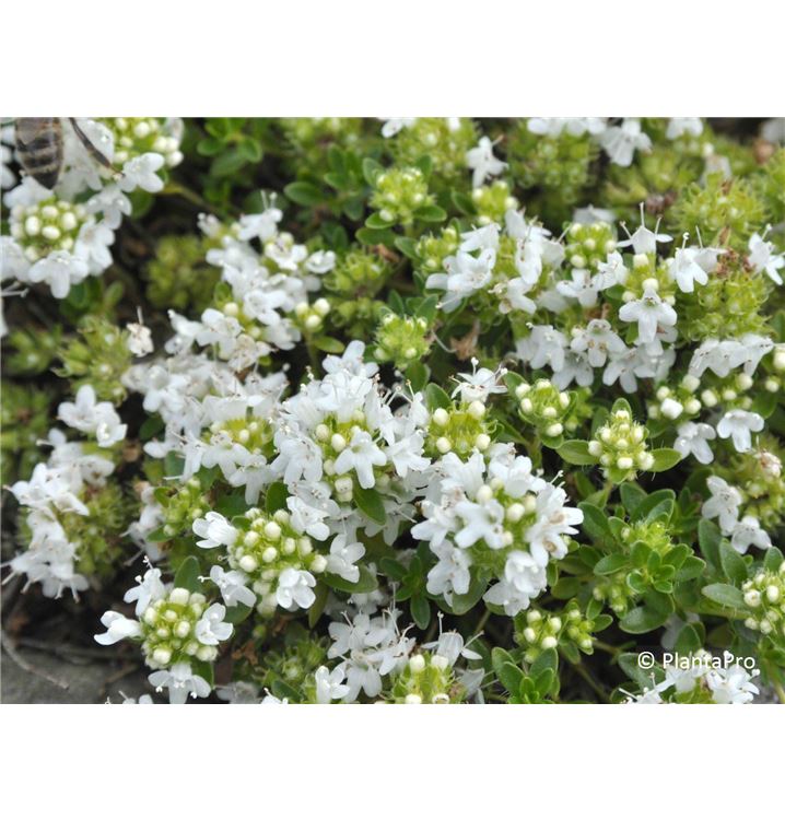 Thymus praecox 'Albiflorus'