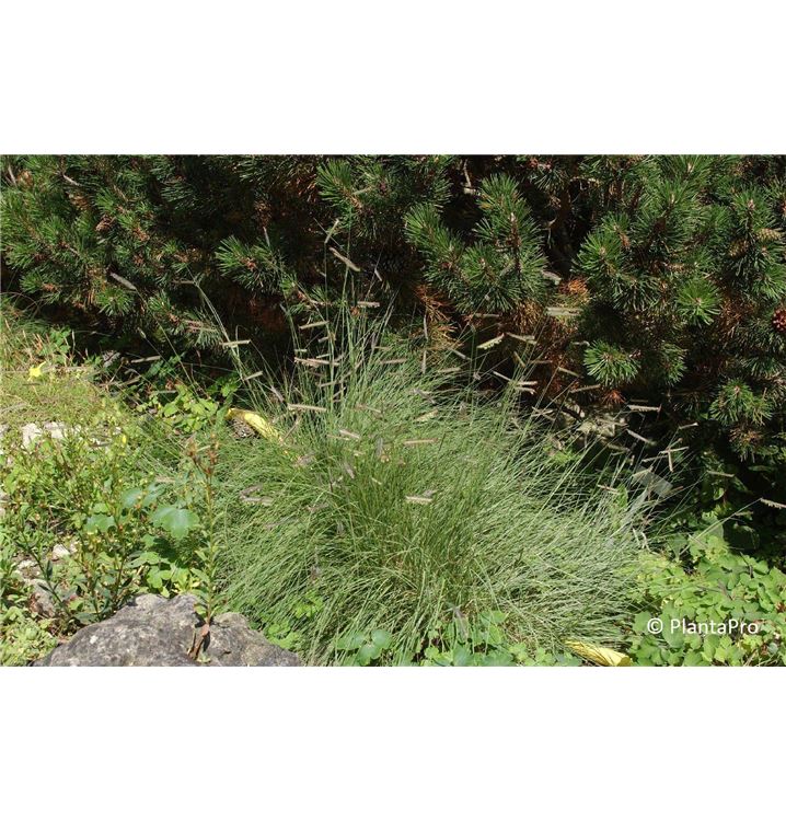 Bouteloua gracilis