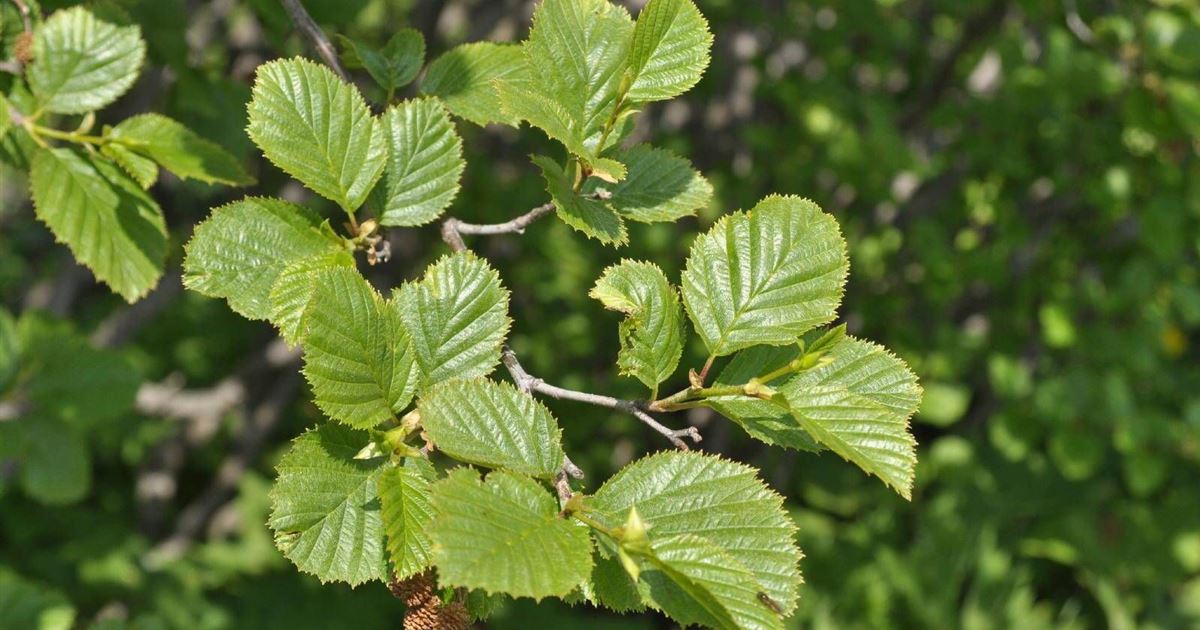 Alnus viridis