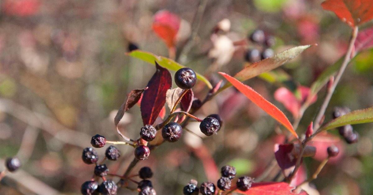 Aronia arbutifolia 'Brilliant'