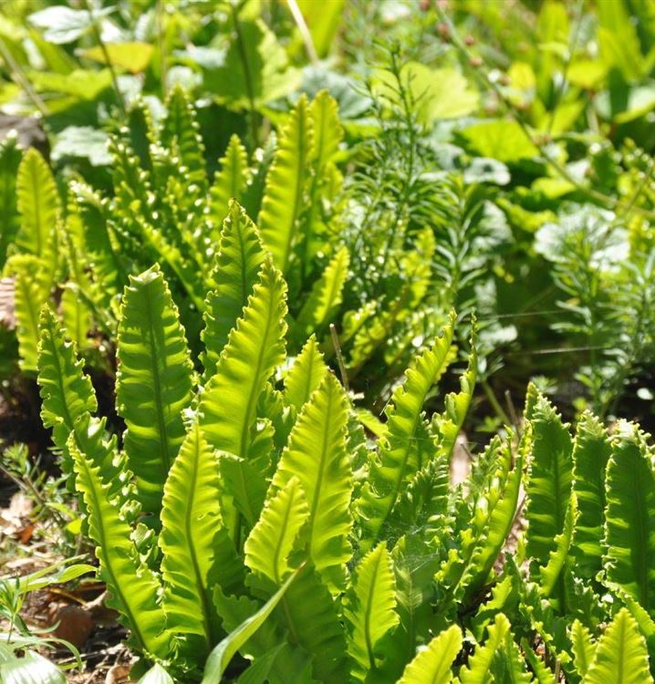 Asplenium scolopendrium 'Crispa'
