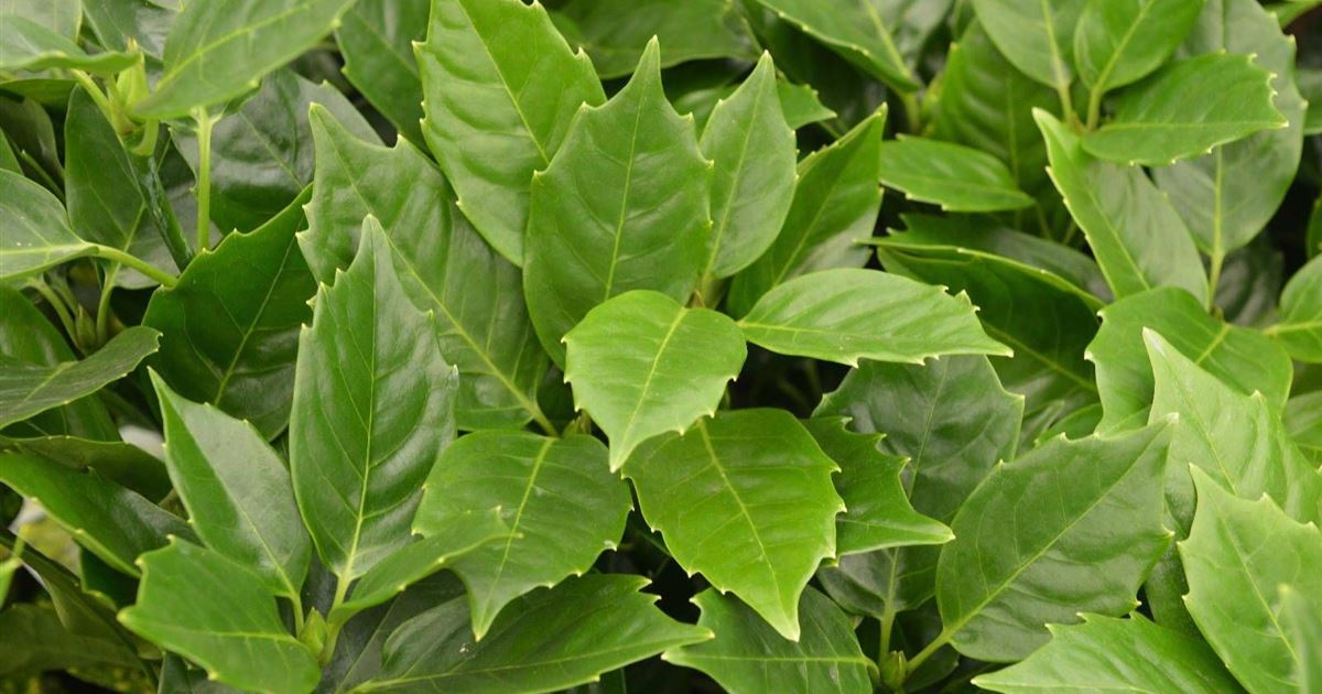 Aucuba japonica 'Rozannie'