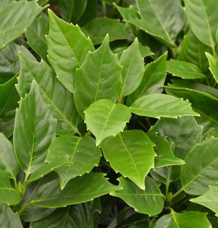 Aucuba japonica 'Rozannie'