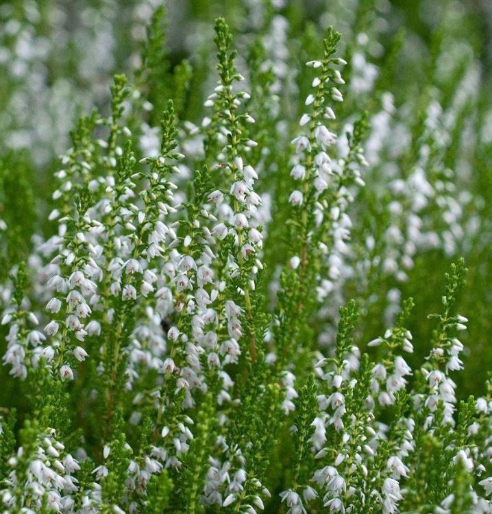 Calluna vulgaris weiss