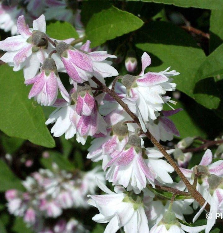 Deutzia scabra 'Codsall Pink'