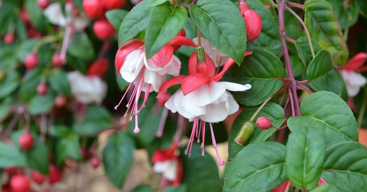 Fuchsia magellanica 'Madame Cornelissen'