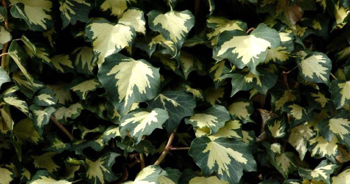 Hedera helix 'Goldheart'