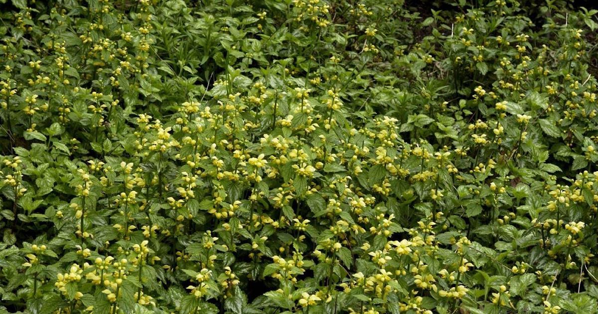 Lamiastrum galeobdolon 'Florentinum'