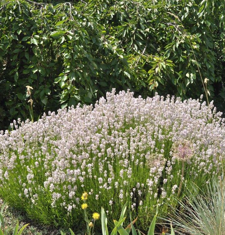 Lavandula angustifolia 'Rosea'