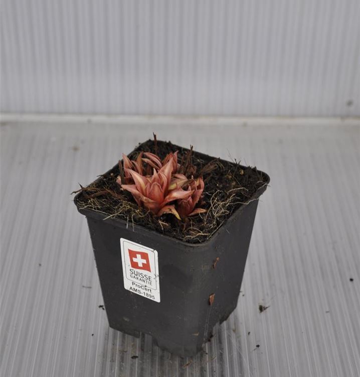 Primula rosea 'Gigas'