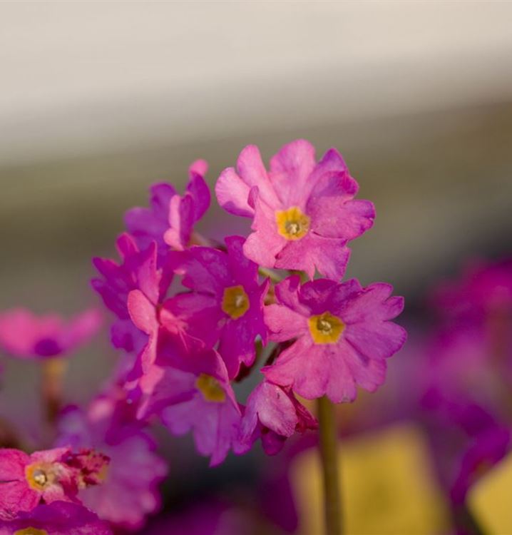 Primula rosea 'Gigas'