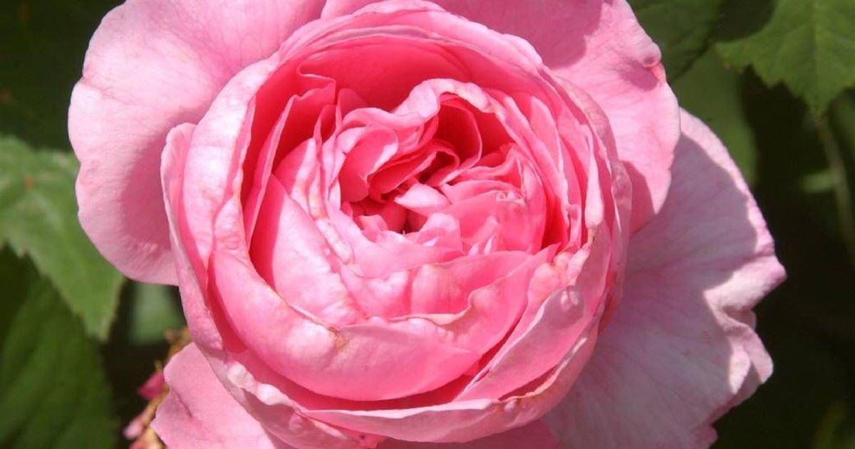 Rosa 'Gertrude Jekyll'