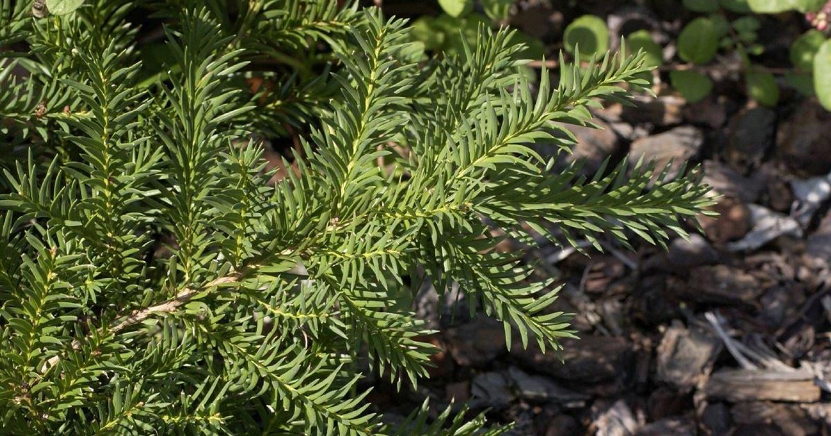 Taxus baccata 'Repandens'