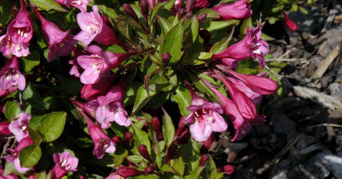 Weigela 'Minuet'