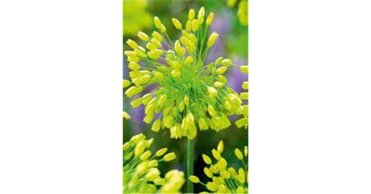 Allium chloranthum 'Yellow Fantasy'